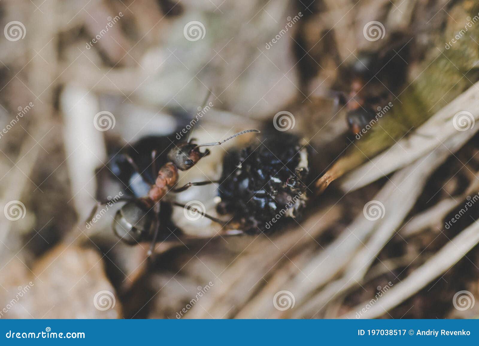 Algunas Hormigas Comiendo Un Insecto. Imagen de archivo - Imagen de ...