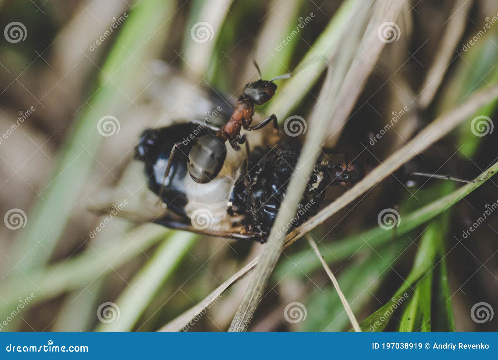 Algunas Hormigas Comiendo Un Insecto. Imagen de archivo - Imagen de ...