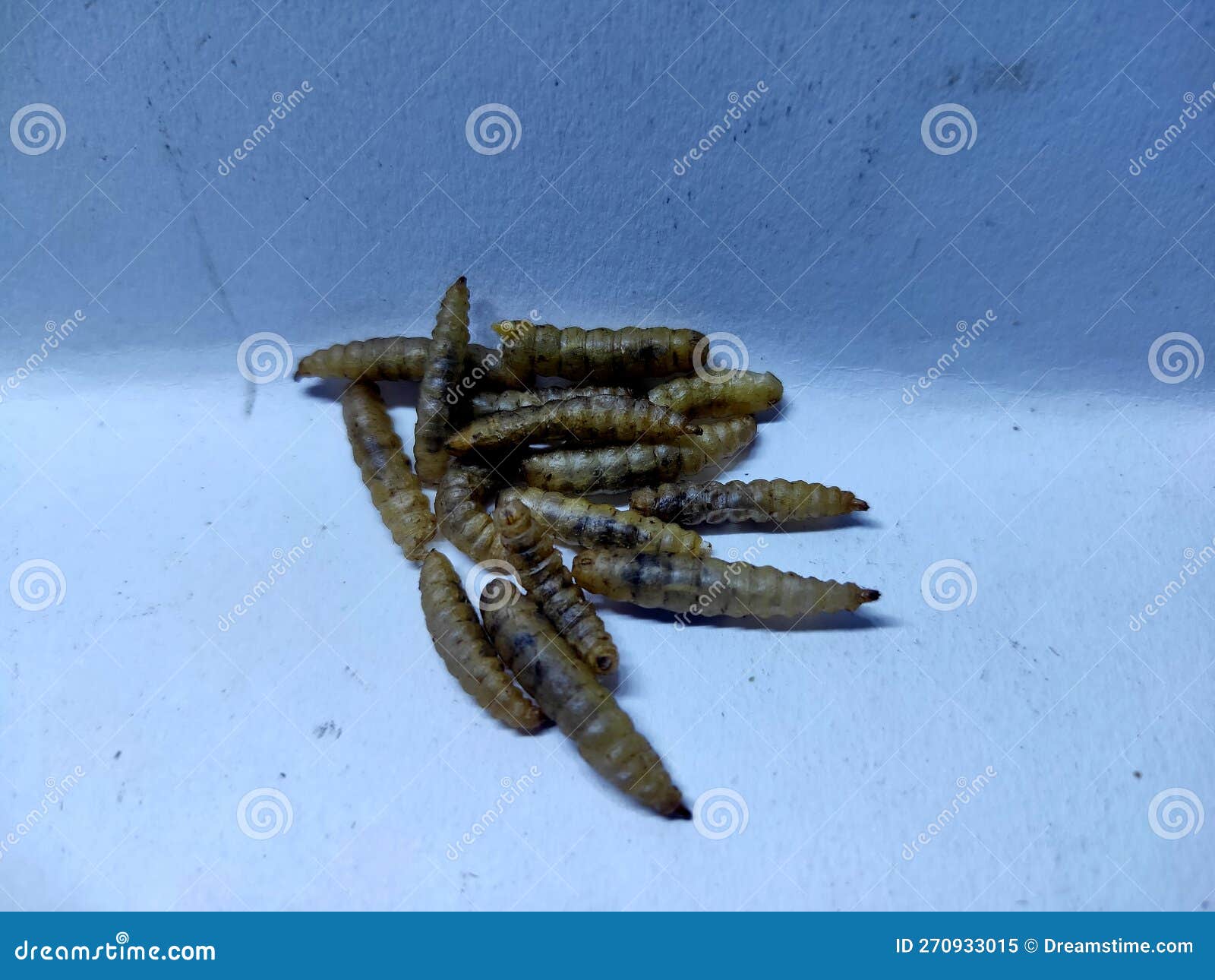 Algunas Larvas Secas De Mosca Bsf Imagen de archivo - Imagen de ...