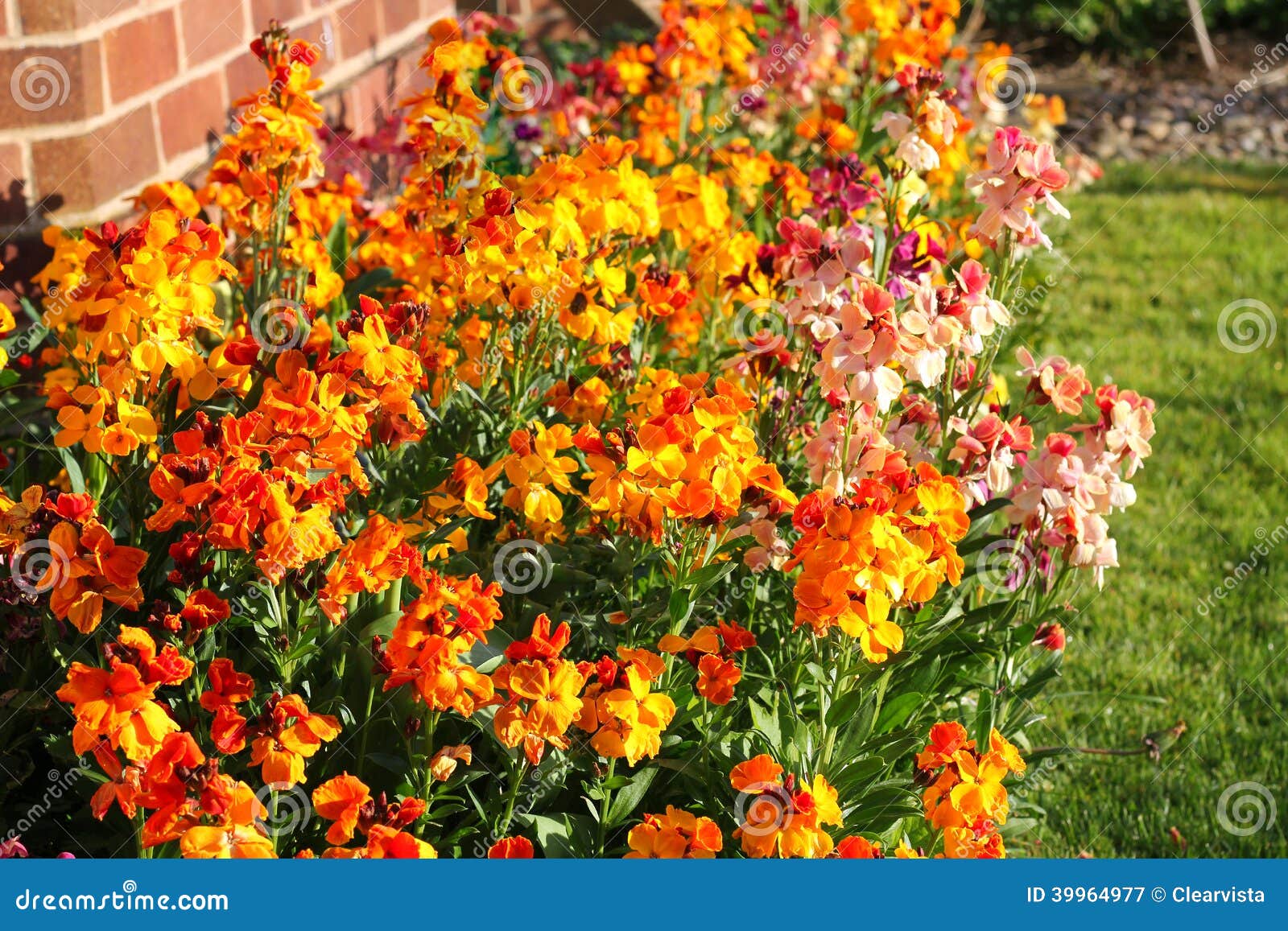 Alhelíes (Erysimum) imagen de archivo. Imagen de flores - 39964977