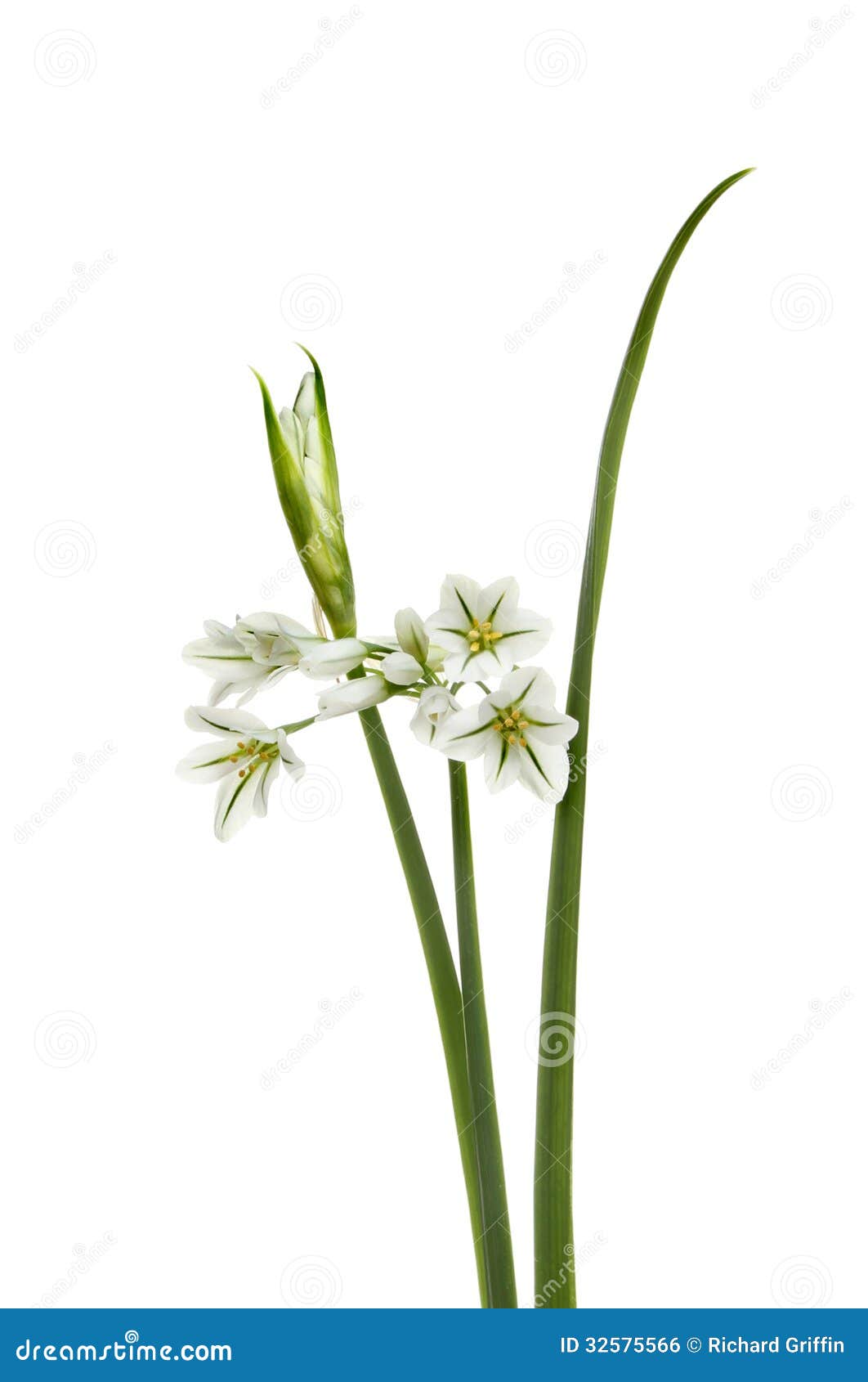 Alho-porro Triangular - Triquetrum Do Allium Foto de Stock - Imagem de ...