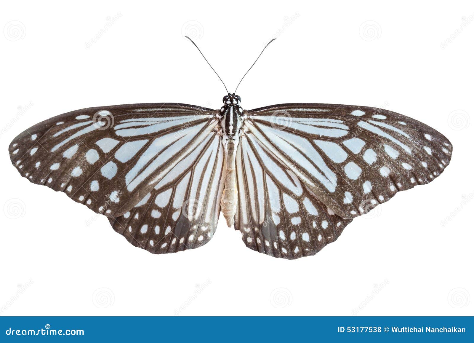 Ali aperte della farfalla fotografia stock. Immagine di monarca - 53177538