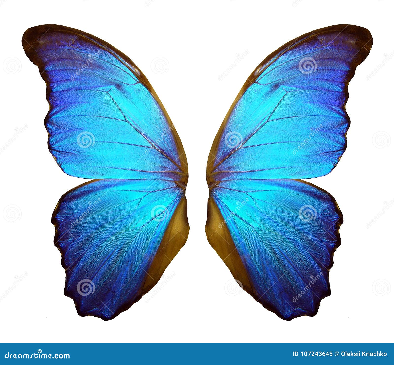 Ali Della Farfalla Di Morpho Isolate Su Un Fondo Bianco Illustrazione ...