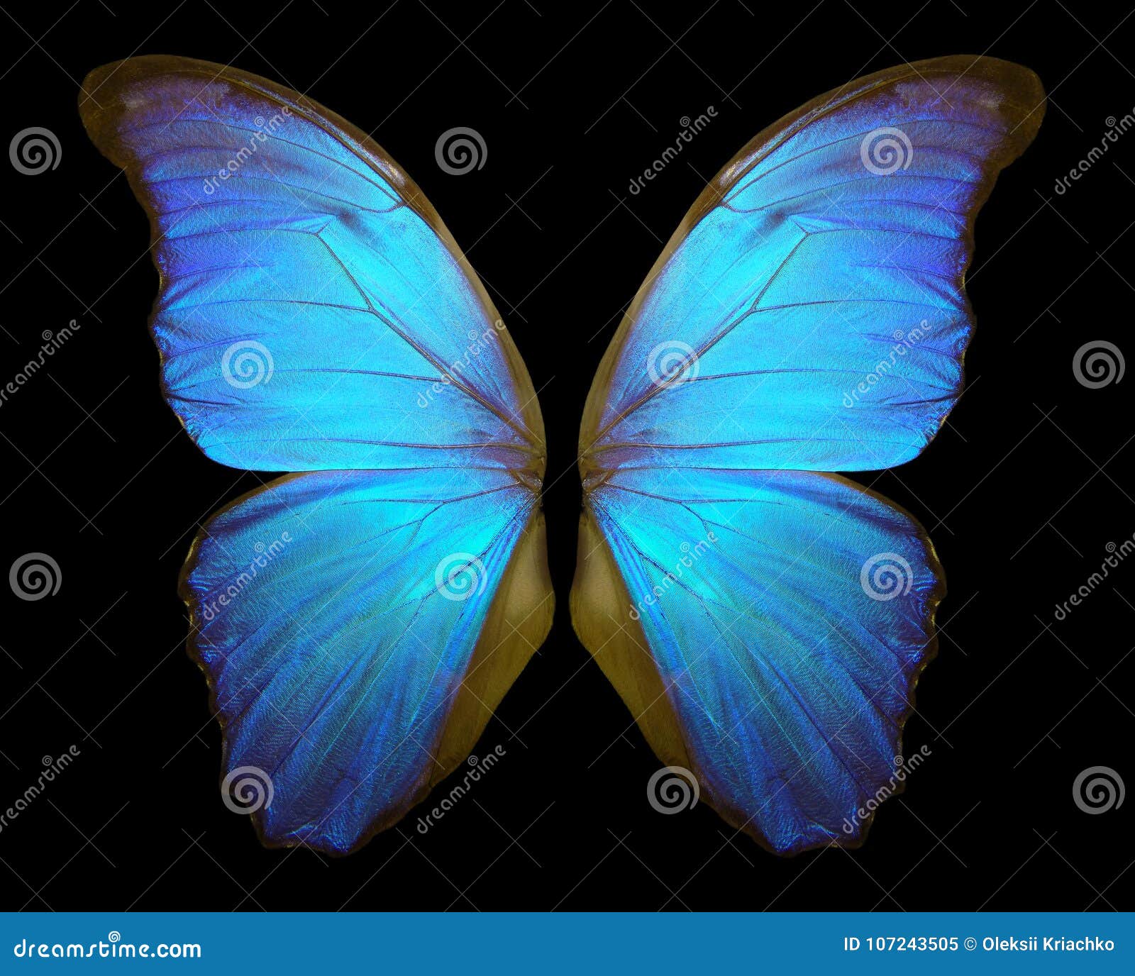 Ali Della Farfalla Di Morpho Isolate Su Un Fondo Nero Immagine Stock ...