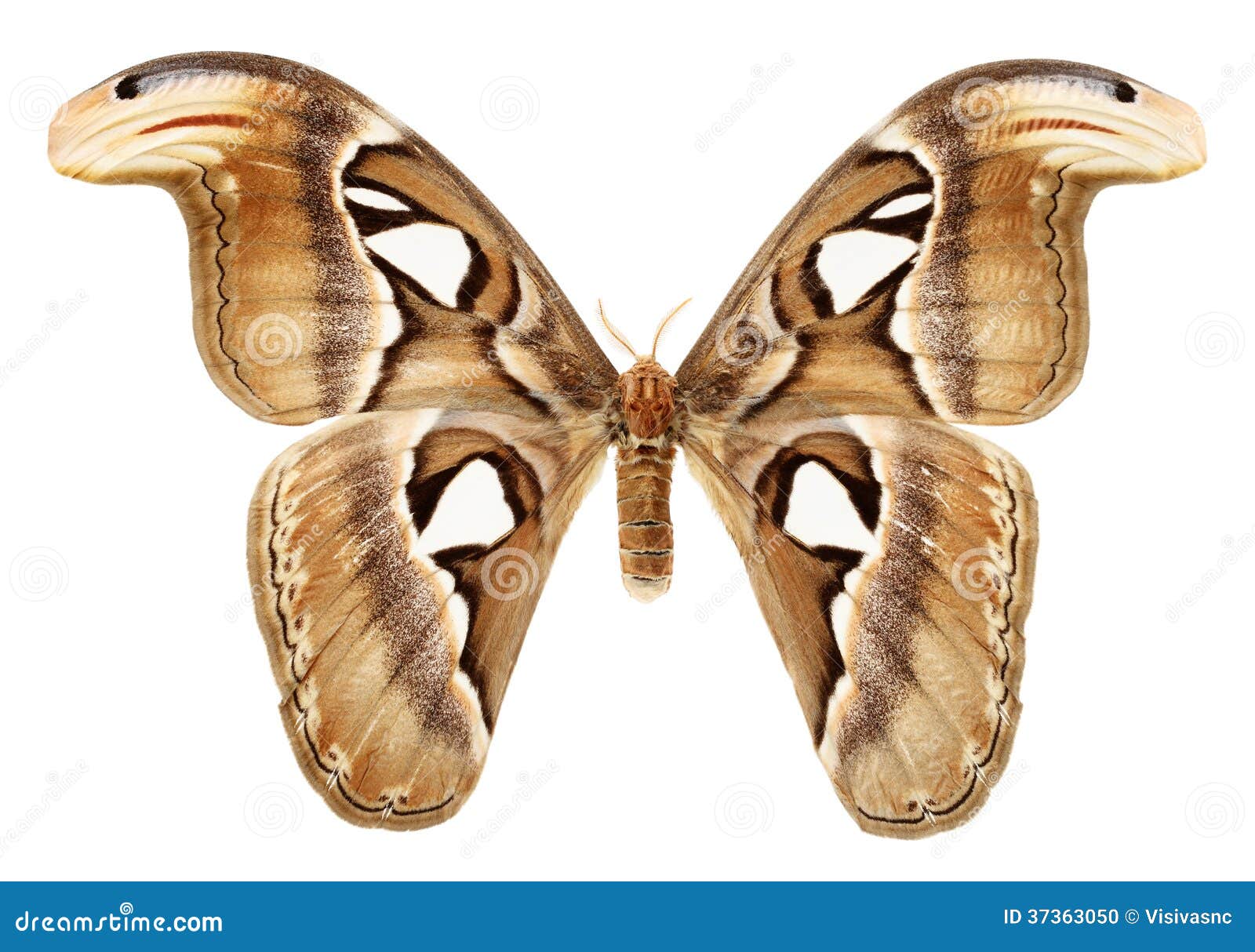 Ali Della Farfalla Su Un Fondo Bianco Fotografia Stock - Immagine di ...