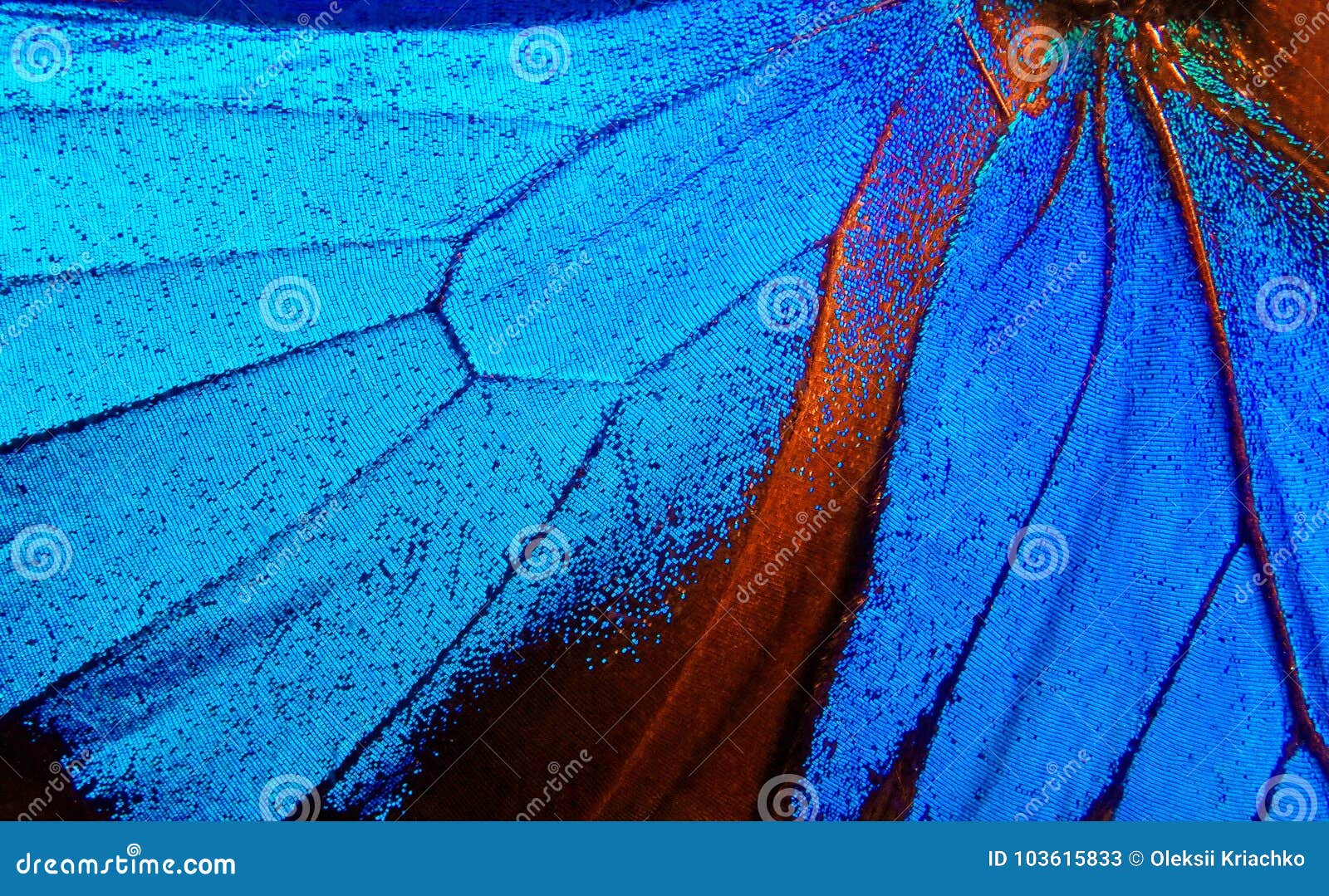 Ali Della Farfalla Ulysses Closeup Immagine Stock - Immagine di ...