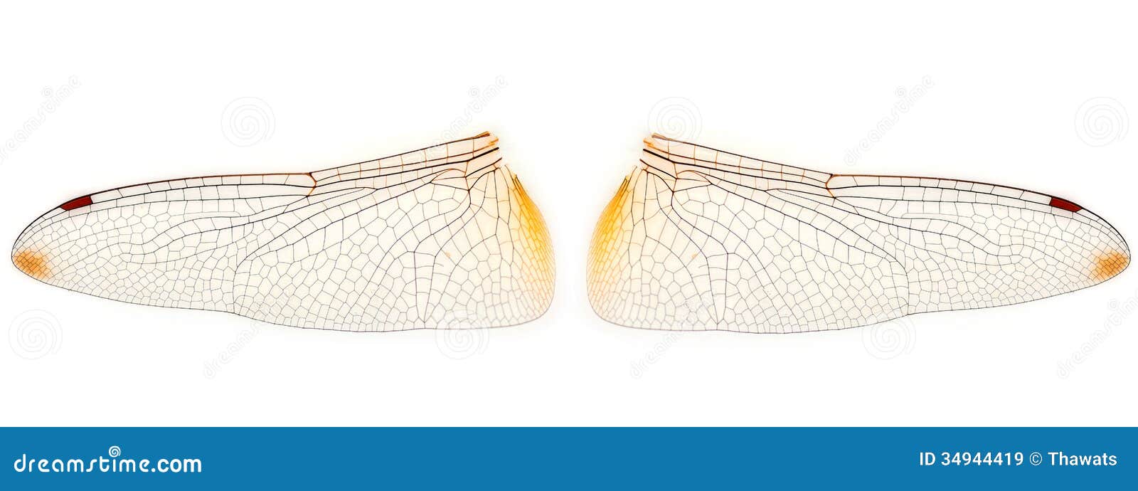 Ali della libellula immagine stock. Immagine di volo - 34944419