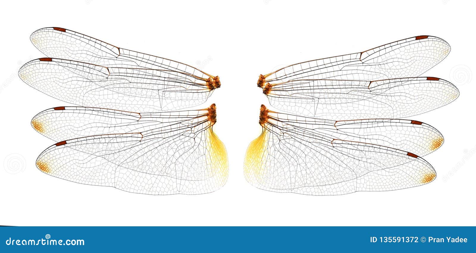 Ali Della Libellula Su Fondo Bianco Fotografia Stock - Immagine di ...