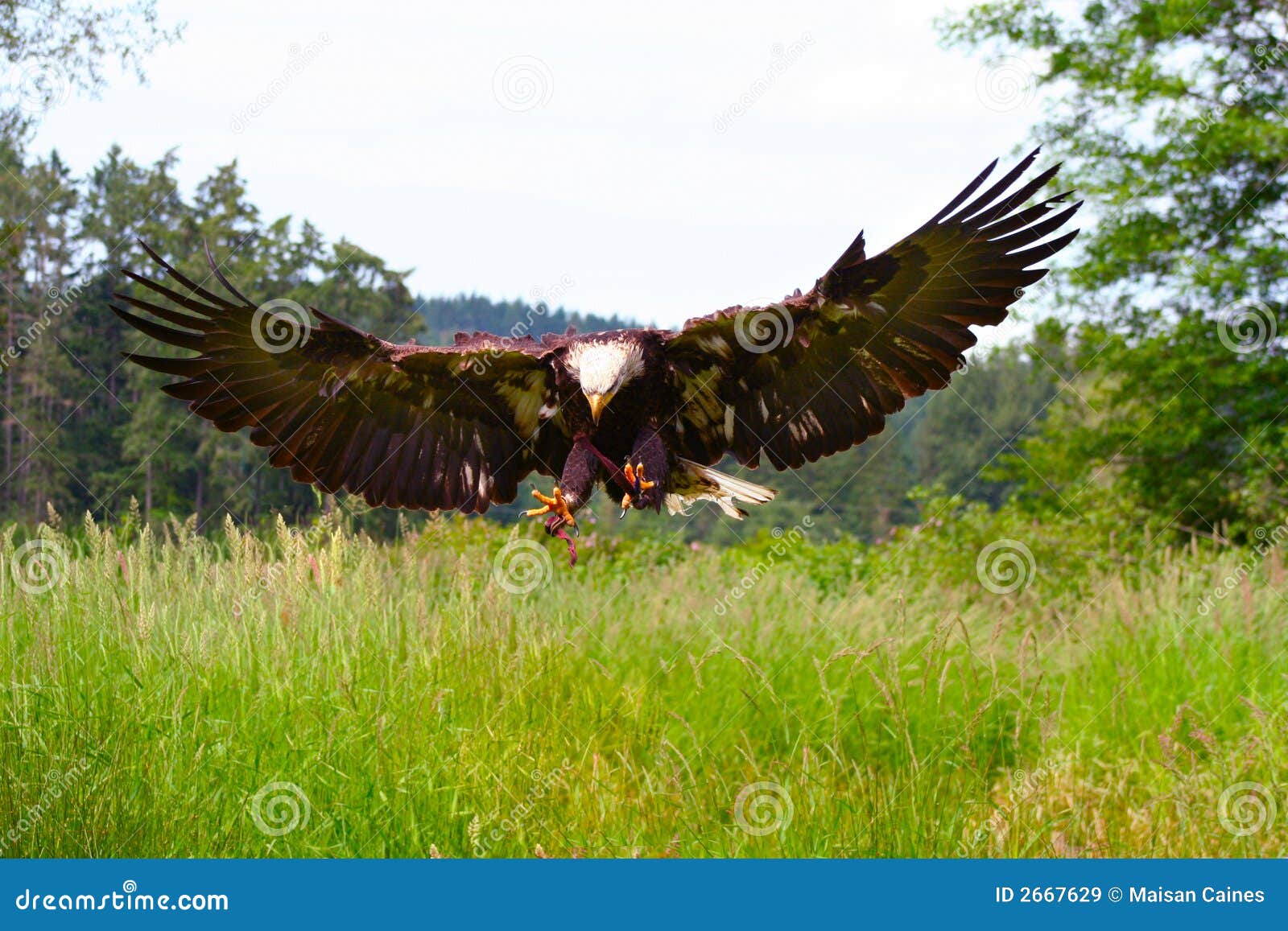 Ali Di Diffusione Dell'aquila Calva Immagine Stock - Immagine di bello ...