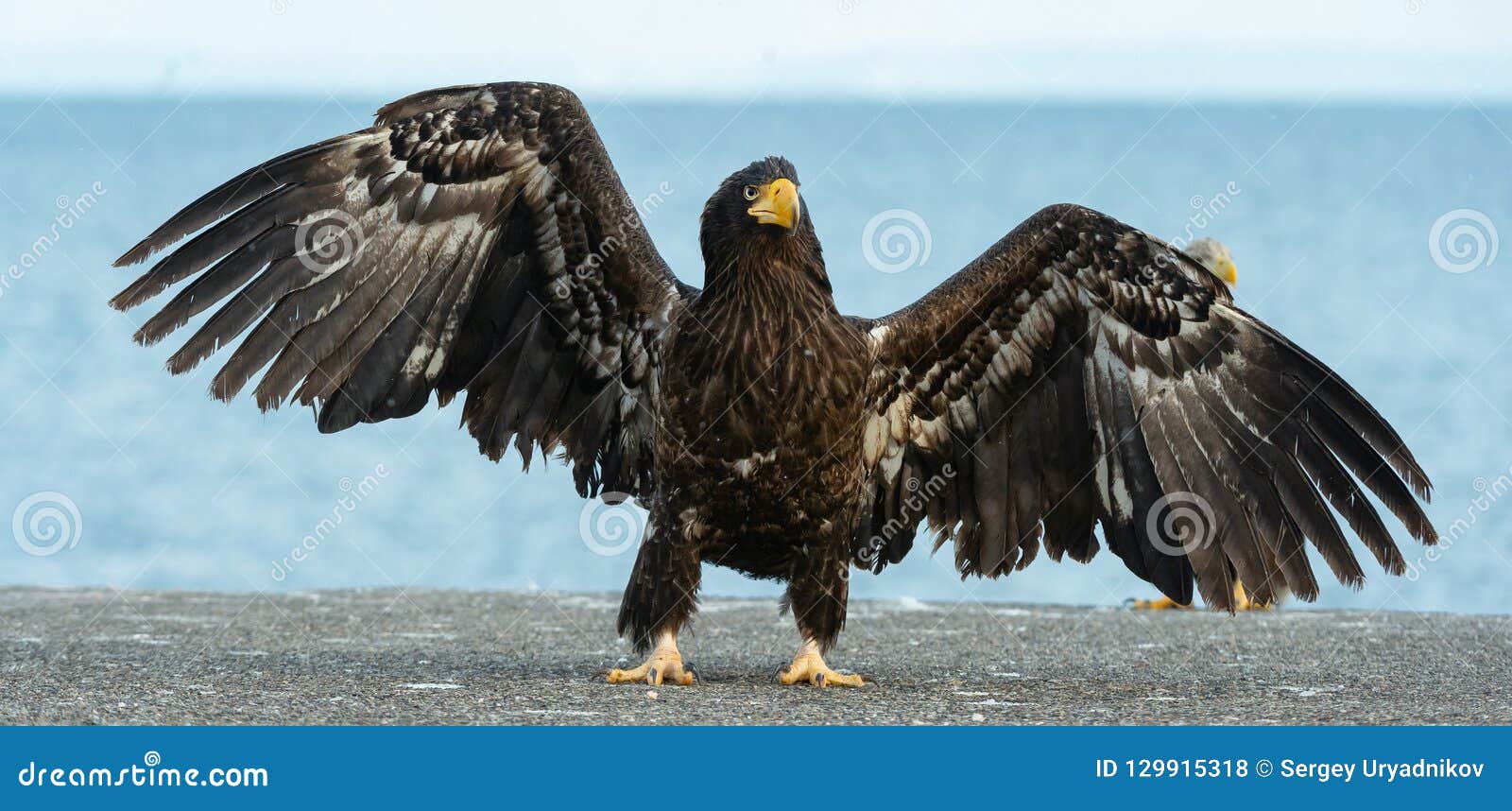 Ali Di Diffusione Dell'aquila Di Mare Degli Steller Giovanili ...