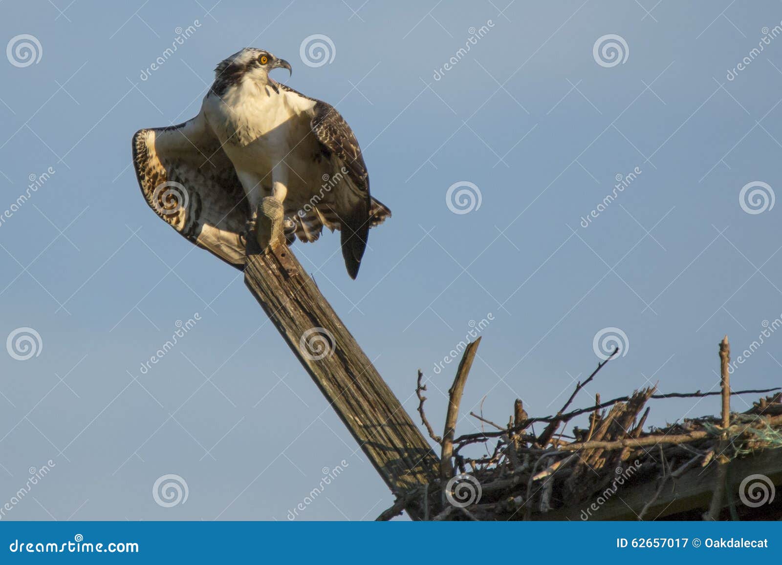 Ali Di Diffusione E Chiamata Del Falco Pescatore Giovanile Immagine ...