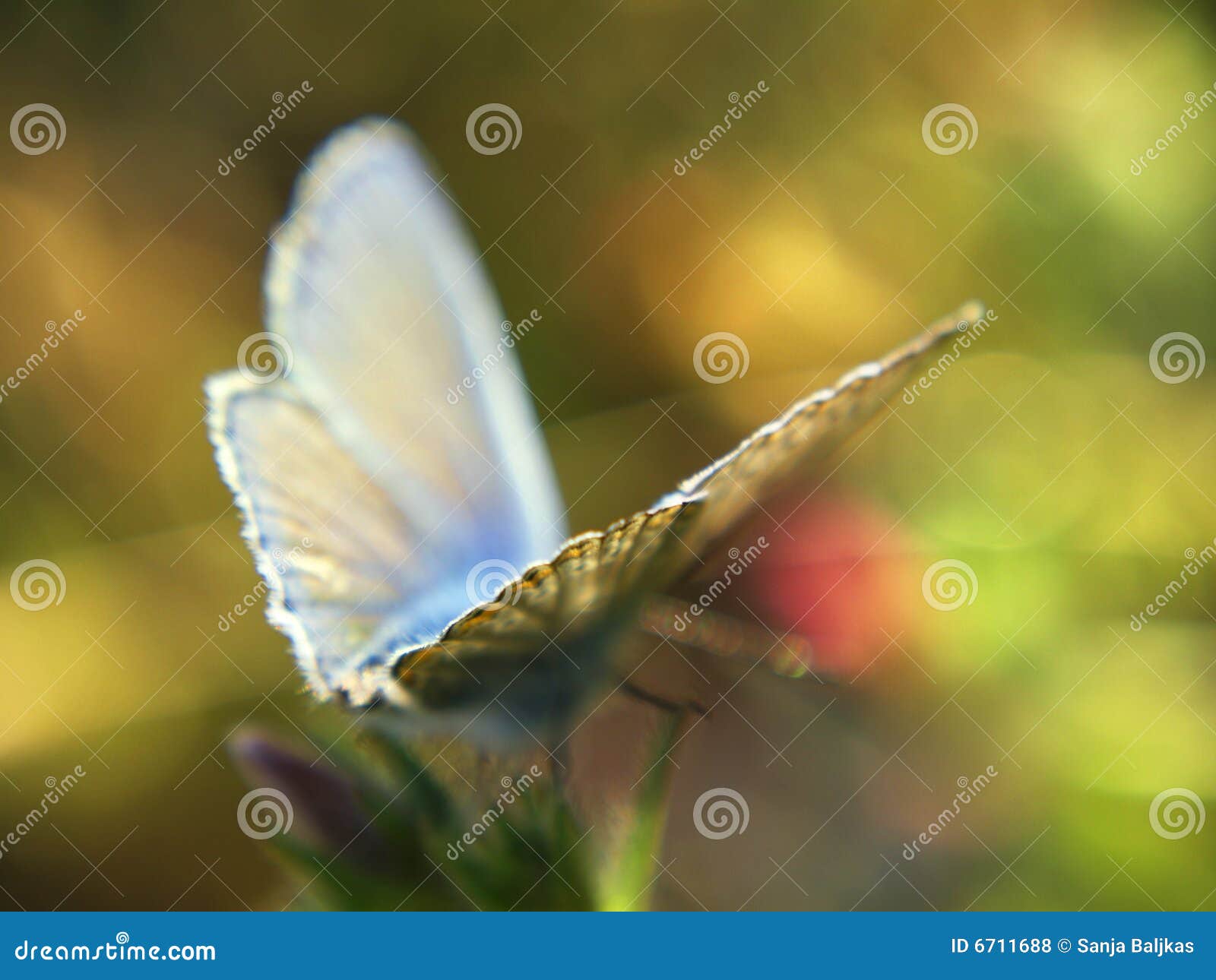 Ali di una farfalla fotografia stock. Immagine di fragile - 6711688