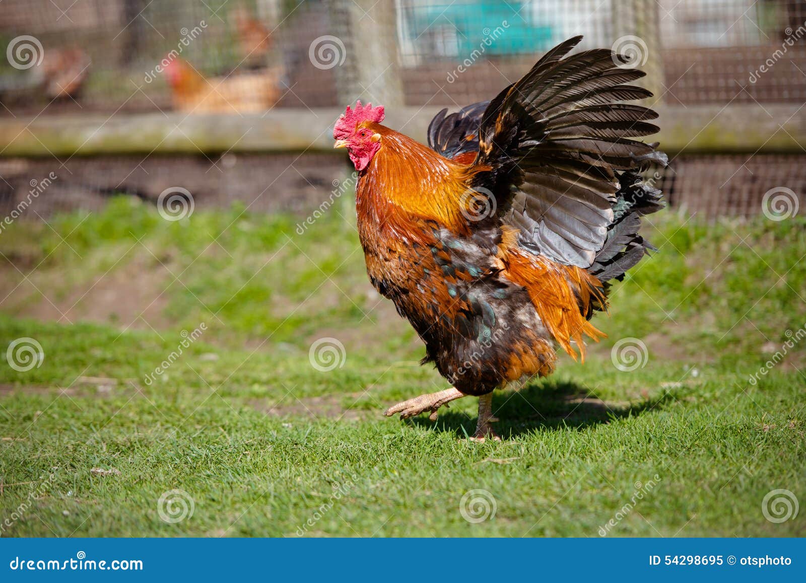Ali Rosse Di Sbattimento Del Gallo Immagine Stock - Immagine di animali ...