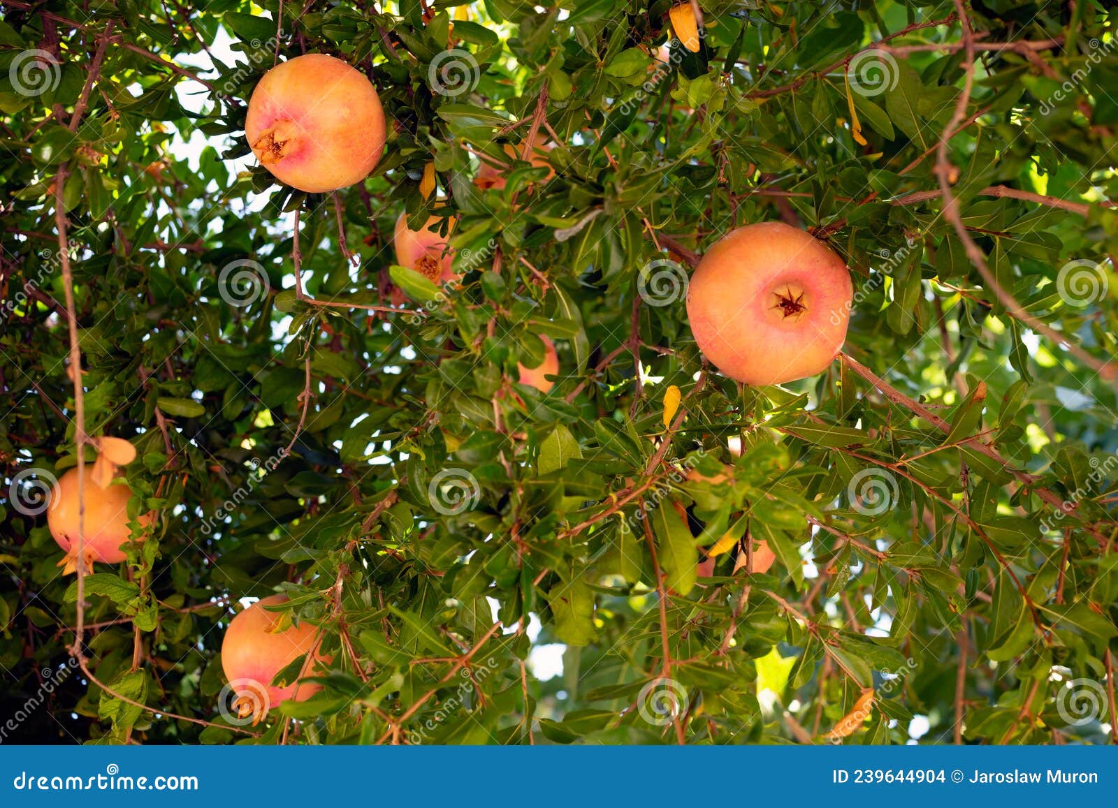 Alibertia Patinoi Tropical Fruit on the Tree Stock Photo - Image of ...