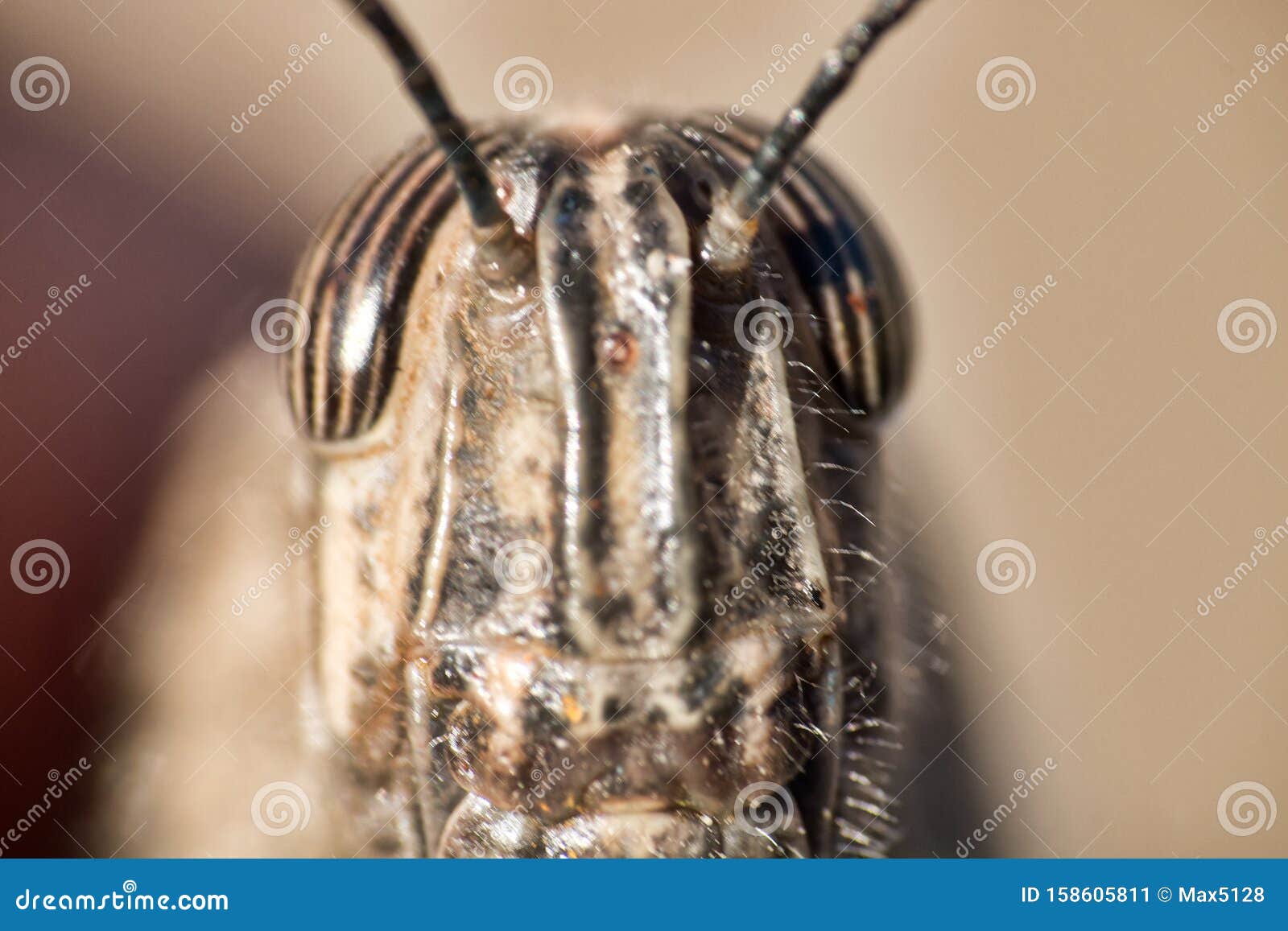 Macro Front of Grasshopper Head Stock Image - Image of insect, head ...