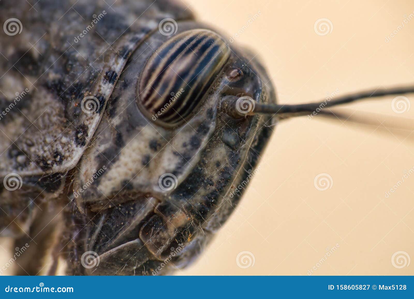 Macro Front of Grasshopper Head Stock Image - Image of eyes, nature ...