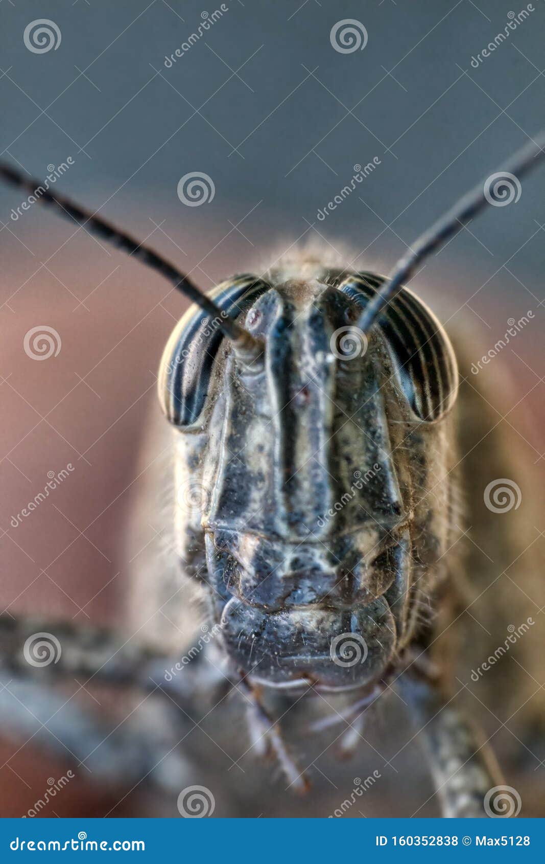 Macro Front of Grasshopper Head Stock Photo - Image of agriculture ...