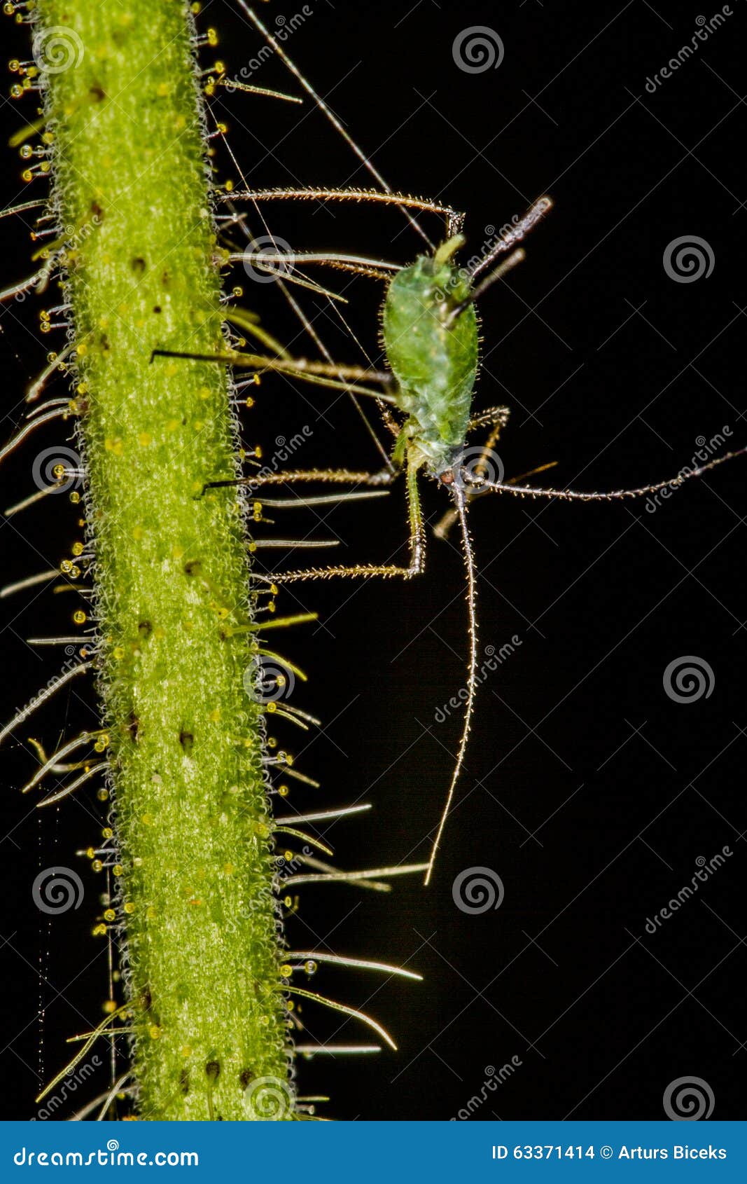 Alien bug. stock photo. Image of wildlife, macro, closeup - 63371414