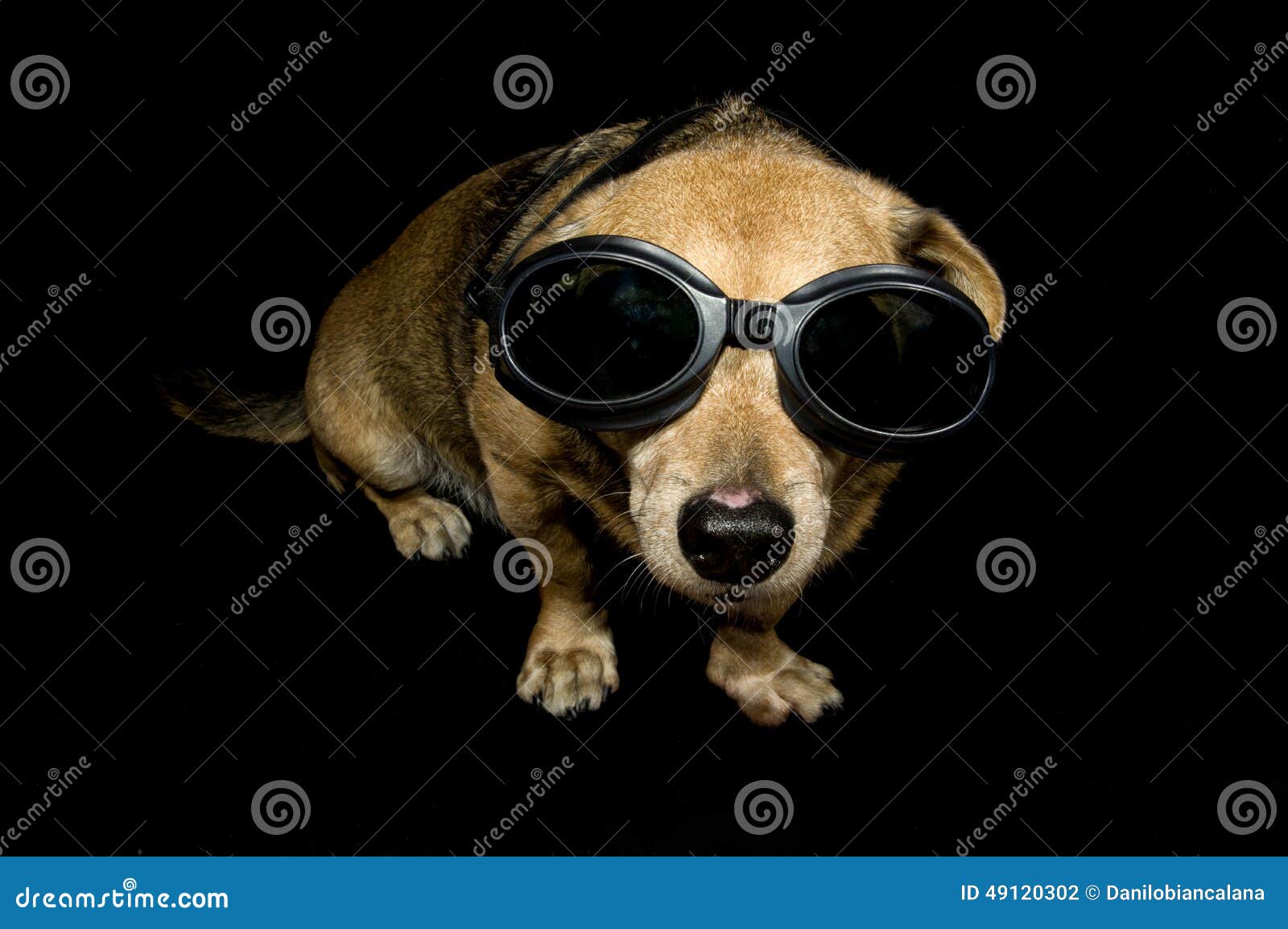 Alien dog stock photo. Image of cool, portrait, selfie - 49120302