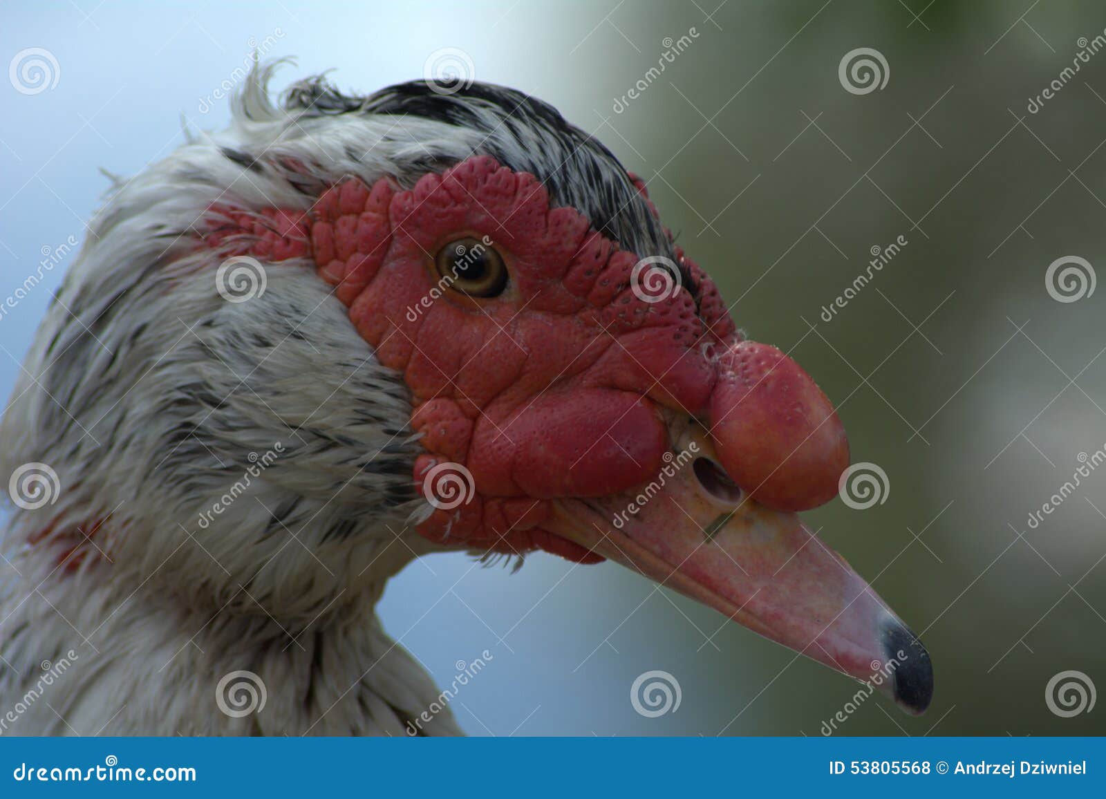 Alien duck stock photo. Image of duck, close, alien, freak - 53805568