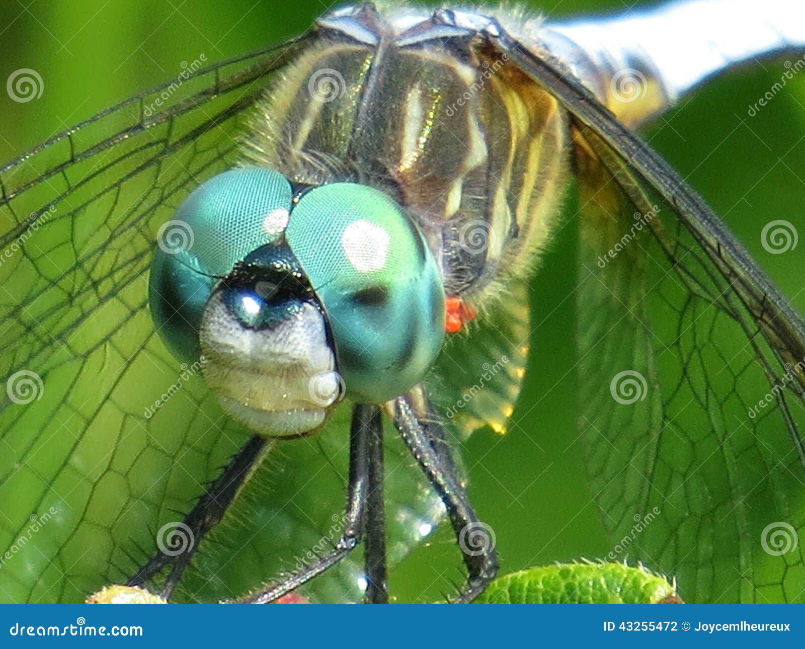 Alien Eyes stock photo. Image of insects, bugs, green - 43255472