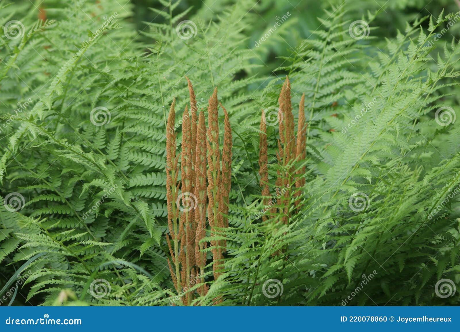 Alien Fern Tower of the Forest Grounds Stock Photo - Image of green ...