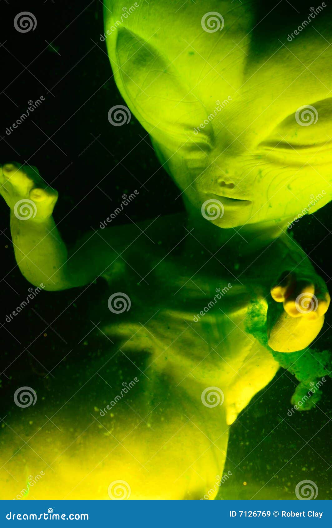 Alien Fetus stock image. Image of water, fiction, frigtening - 7126769