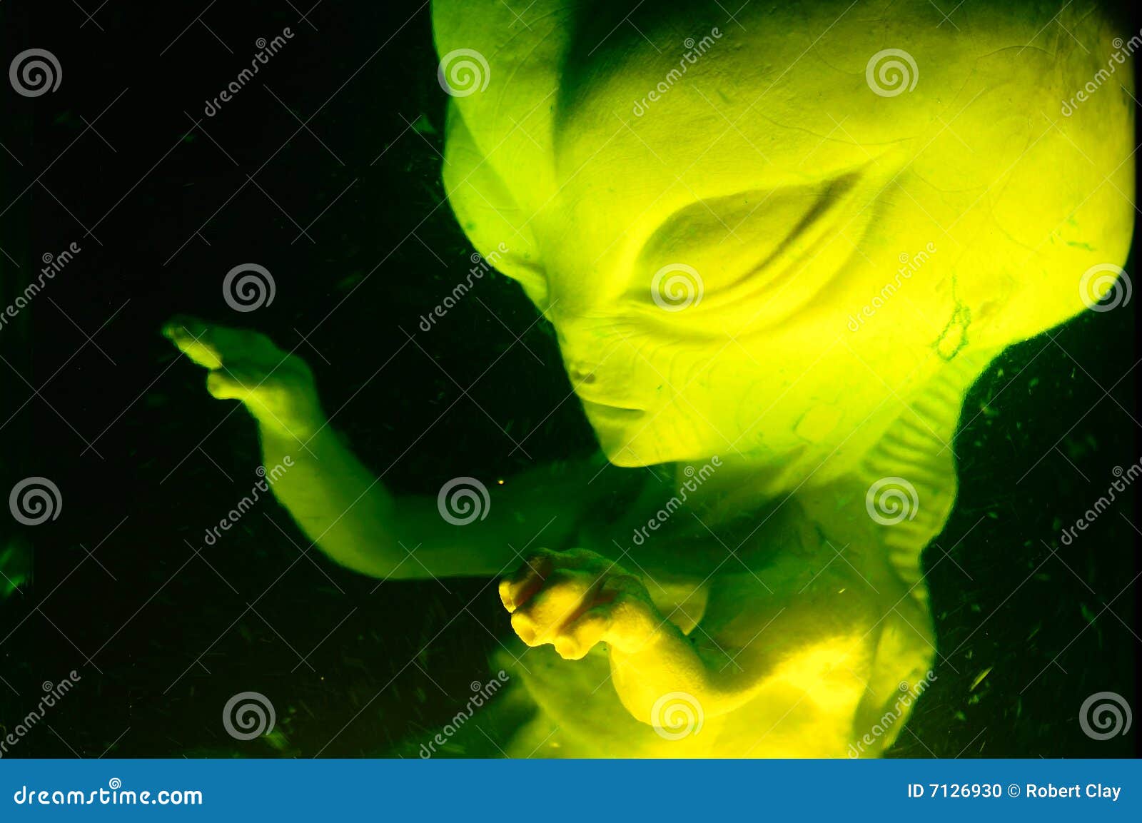 Alien Fetus stock photo. Image of freaky, little, fluid - 7126930