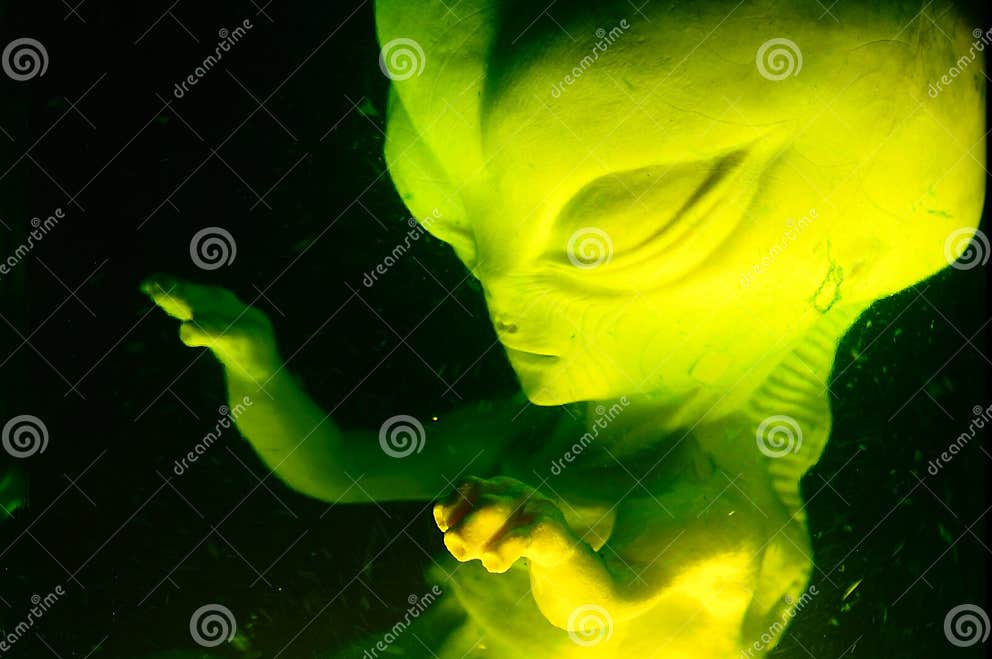 Alien Fetus stock photo. Image of freaky, little, fluid - 7126930