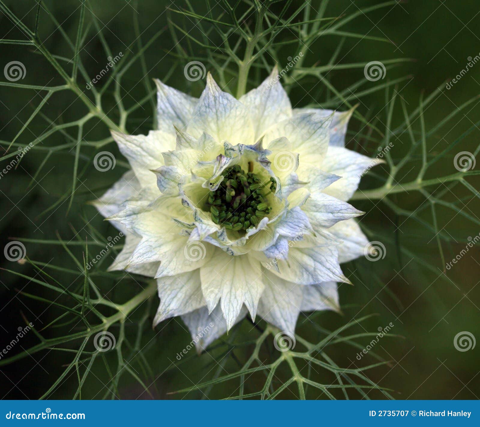 Alien Flower stock image. Image of alien, green, soft - 2735707