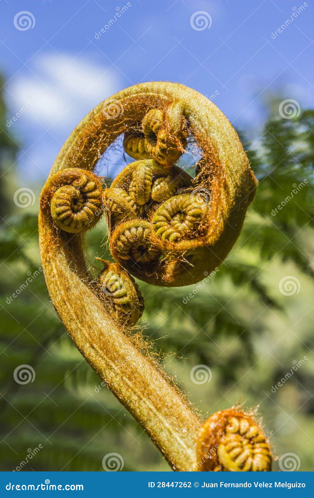 Alien Flower stock photo. Image of orange, pistil, natural - 28447262