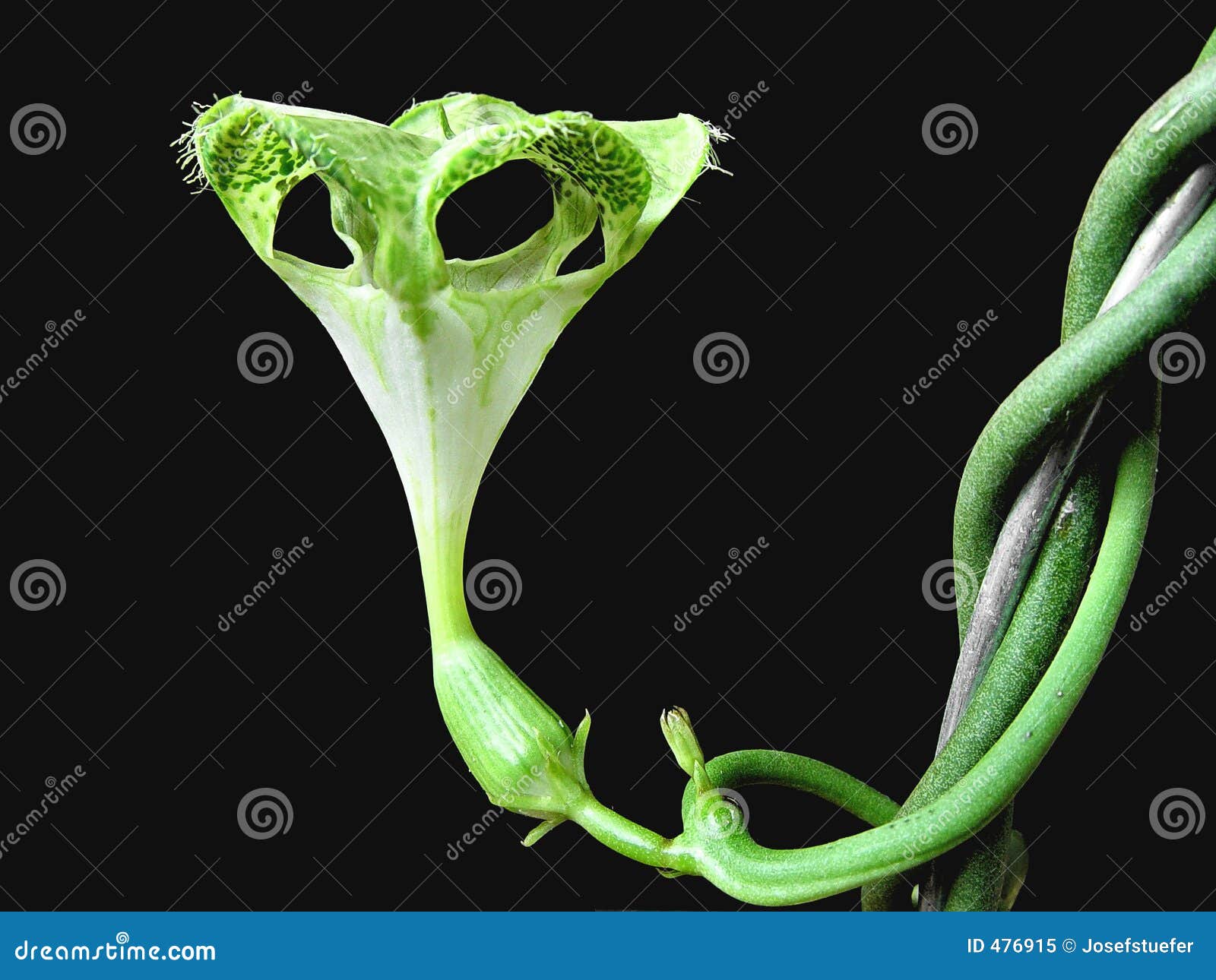 Alien Flower stock image. Image of ceropegia, hair, round - 476915