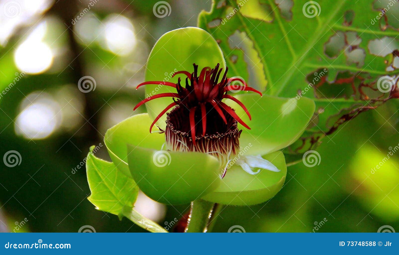 Alien Flower stock photo. Image of kapaa, hawaiian, july - 73748588