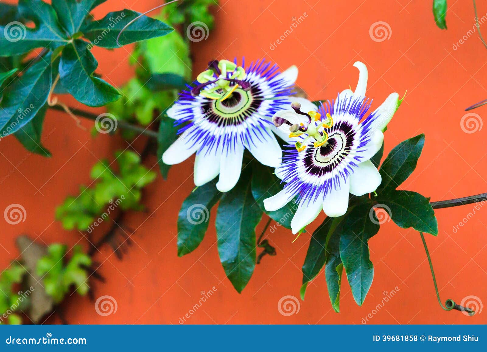 Alien Flowers stock photo. Image of flora, flower, flowers - 39681858