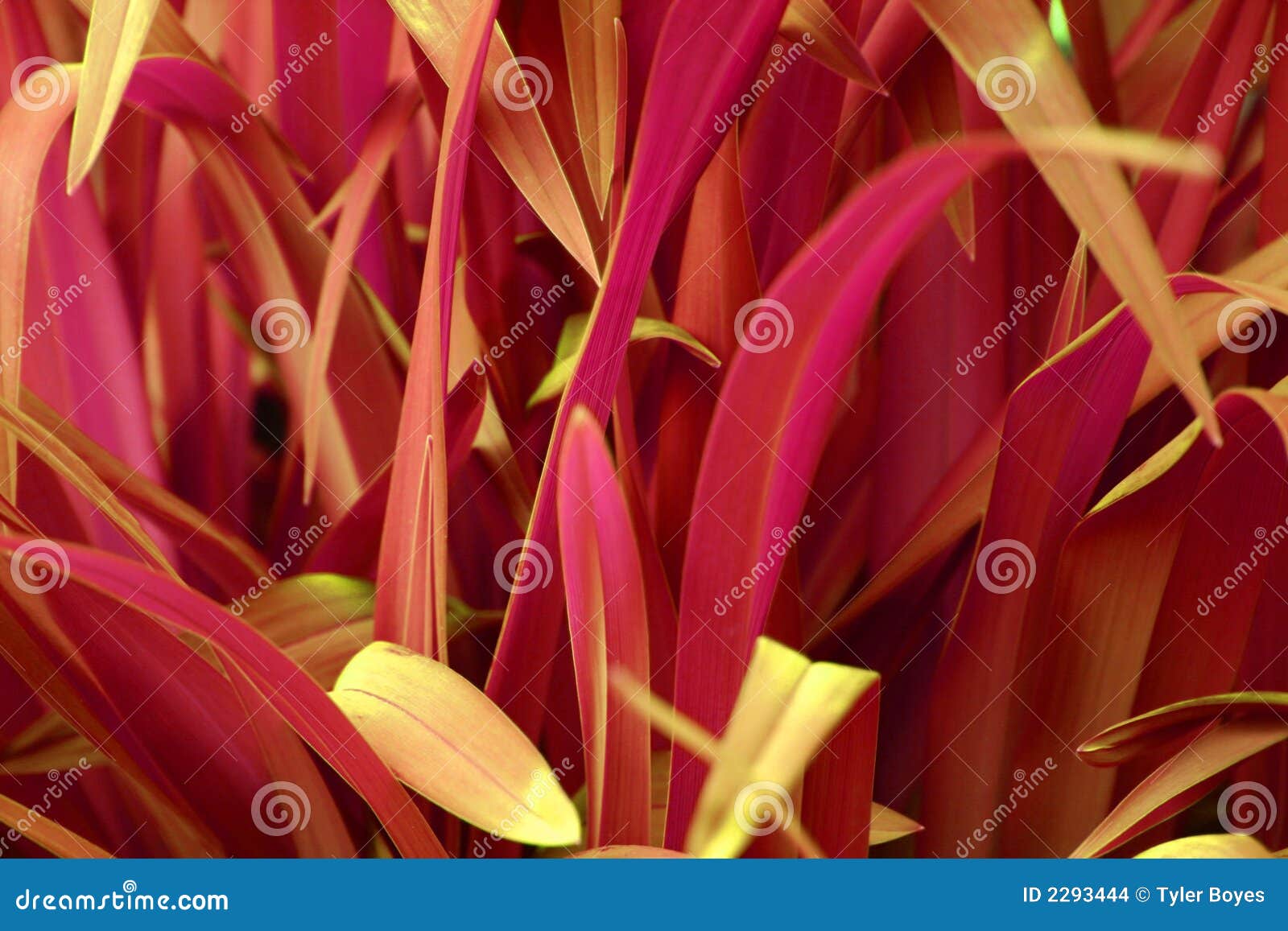 Alien Grass Picture. Image: 2293444