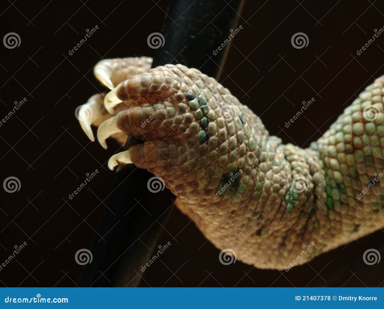 Alien hand stock photo. Image of hand, halloween, lizard - 21407378