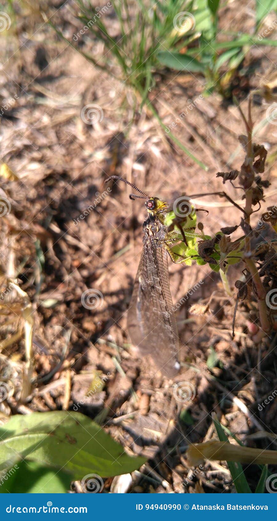 Alien insect stock photo. Image of wings, insect, alien - 94940990