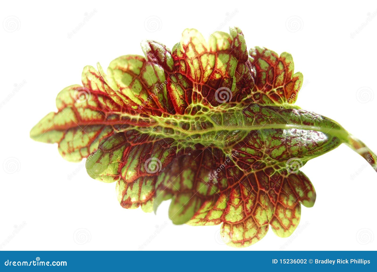 Alien leaf stock photo. Image of meat, cyber, like, unusual - 15236002