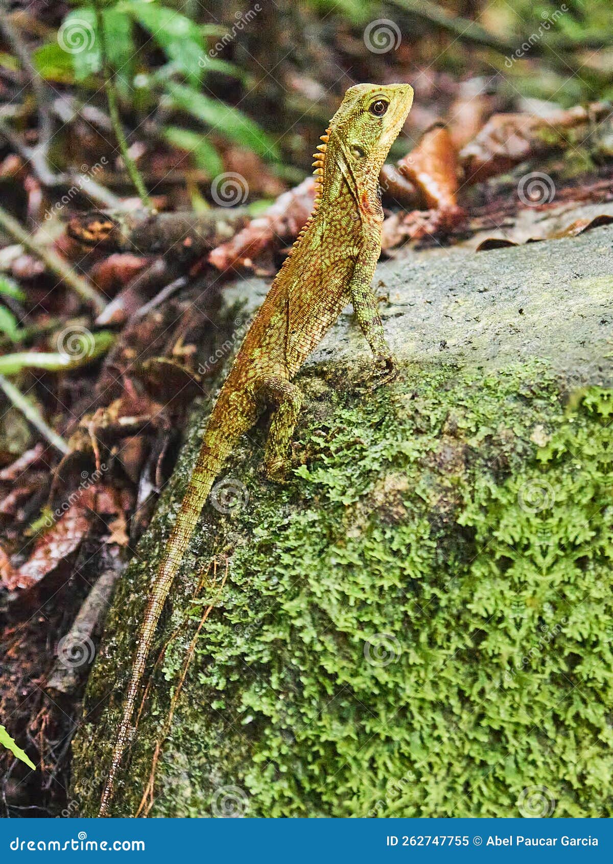 Alien lizard posing stock image. Image of common, amazon - 262747755