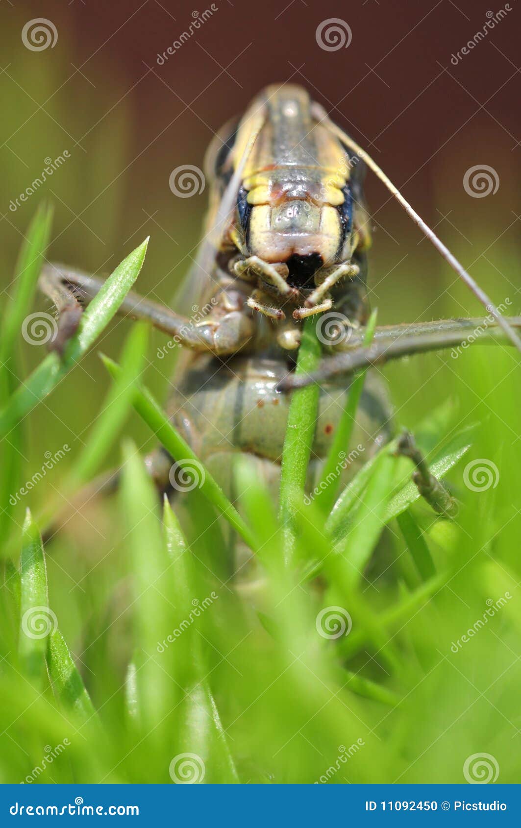 Alien look stock photo. Image of skin, antenna, leaves - 11092450