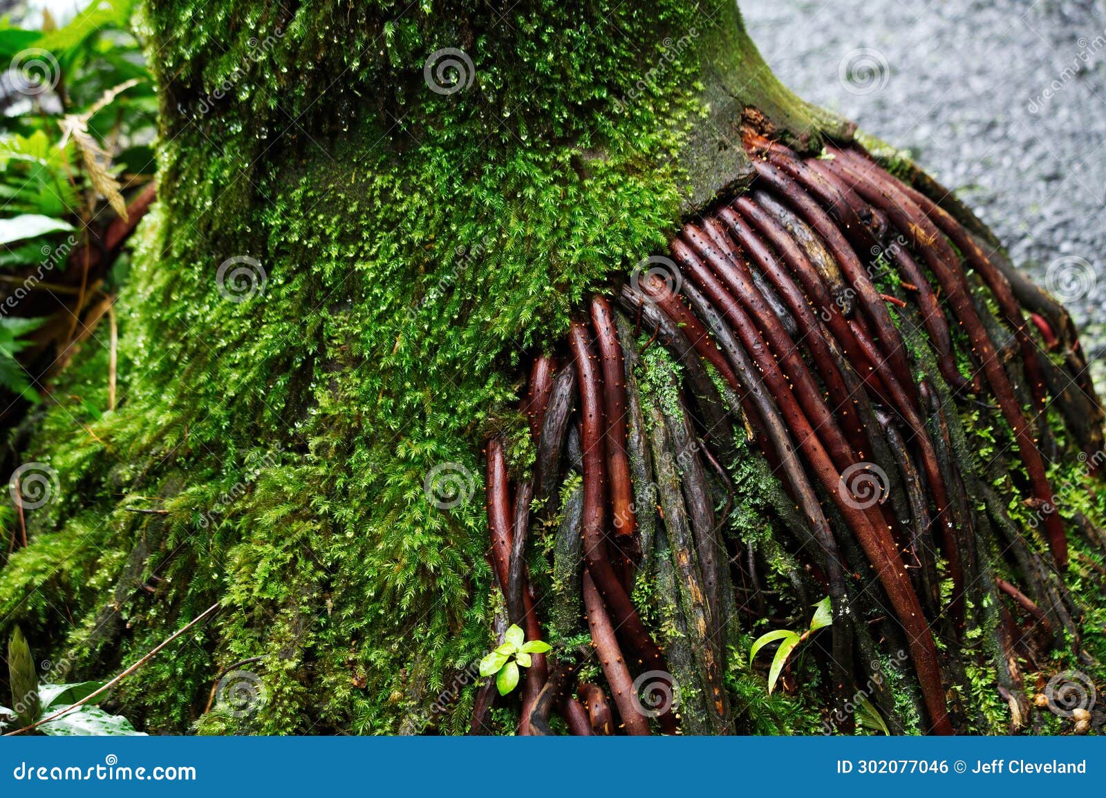 Alien Looking Roots Coming Out of Base of Tree Trunk Stock Photo ...