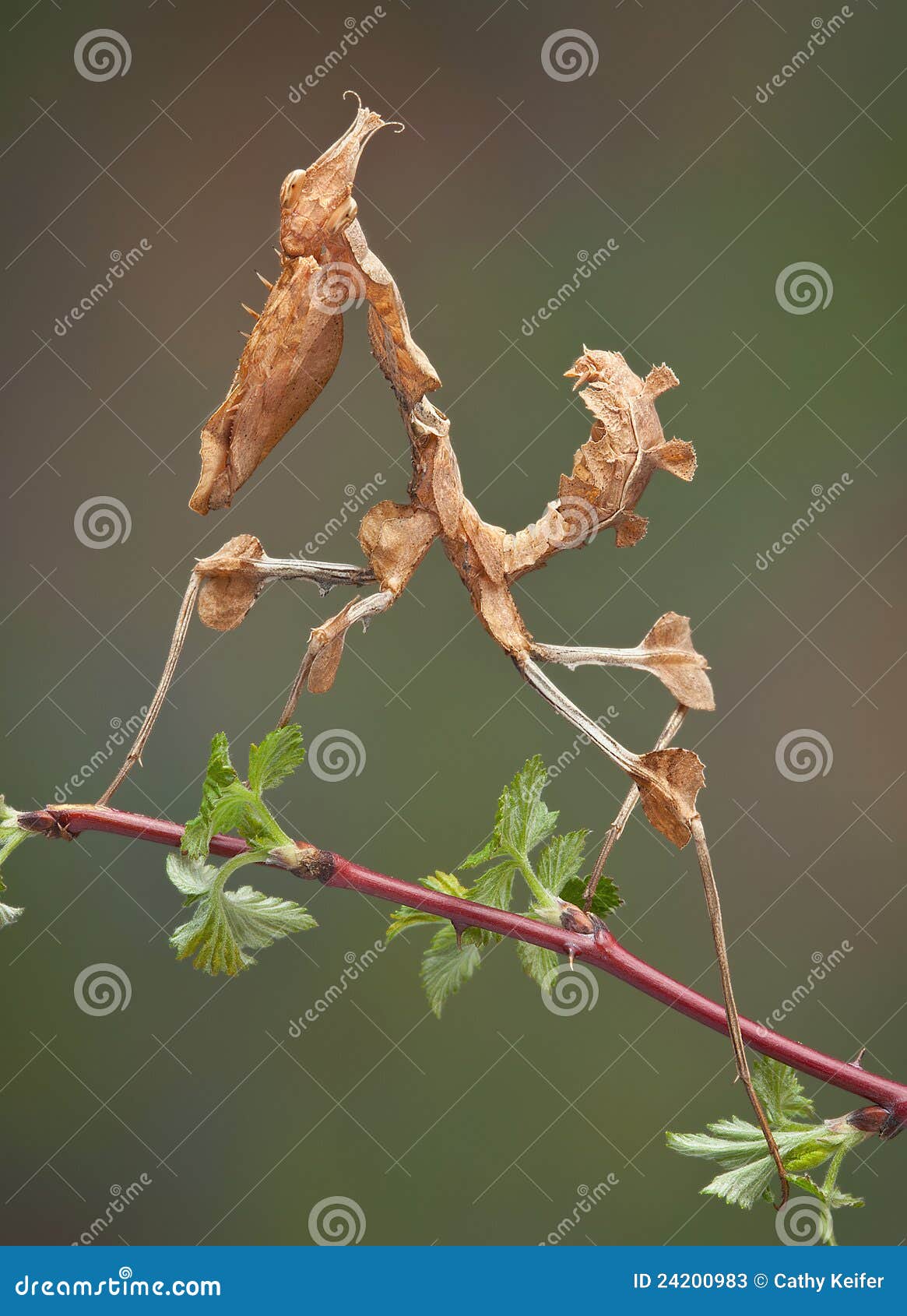 Alien mantis stock image. Image of nymph, insect, praying - 24200983