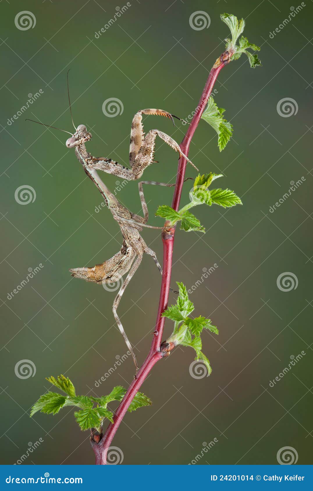 Alien mantis stock photo. Image of idolomantis, nature - 24201014
