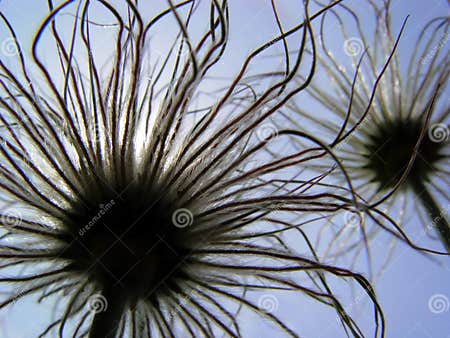 Alien Plants stock image. Image of baklight, flowers, blue - 124107