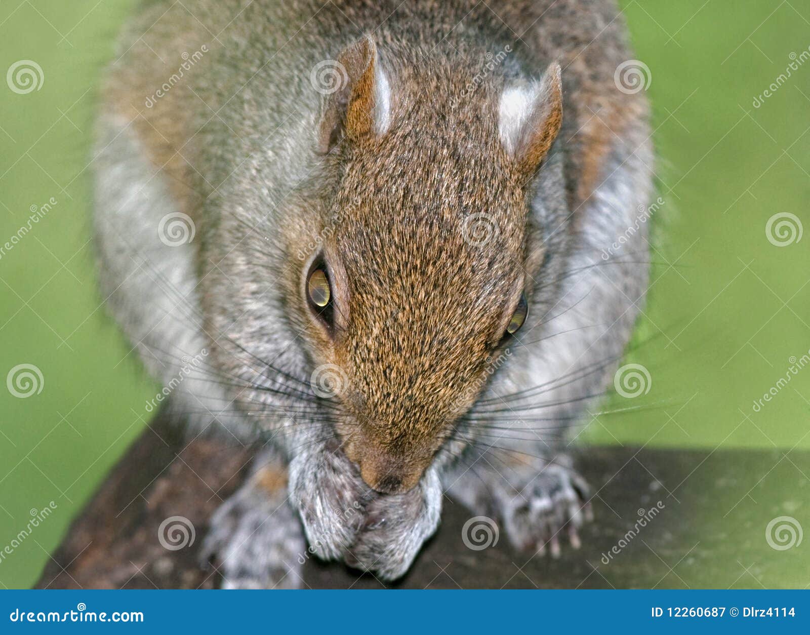 Alien Squirrel stock image. Image of rodent, alien, evil - 12260687