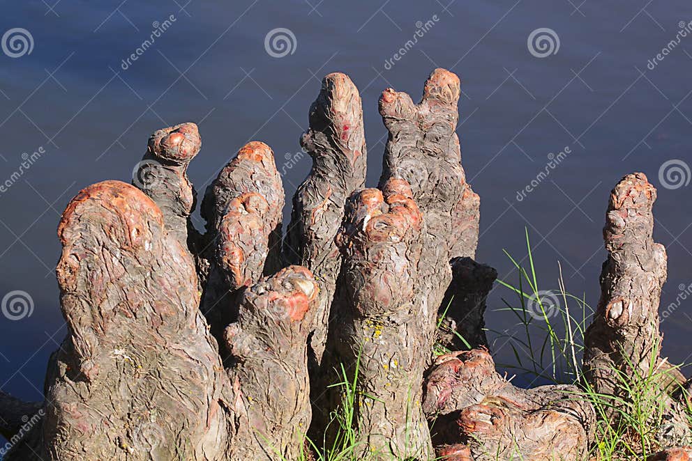 Alien stumps. stock photo. Image of flat, lake, abstract - 9550664