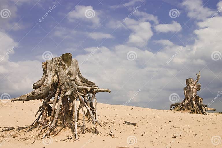 Alien tree trunks stock photo. Image of structure, abstract - 3142036