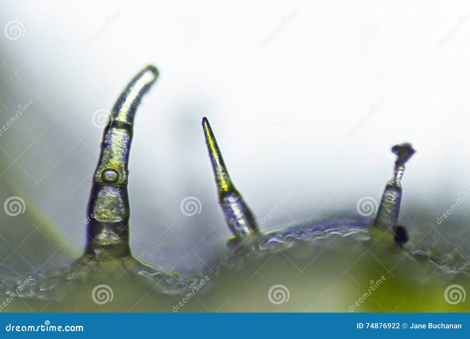 Microscopic Green Shoots Under Ribbed Opium Poppy Seed Shell. Papaver ...