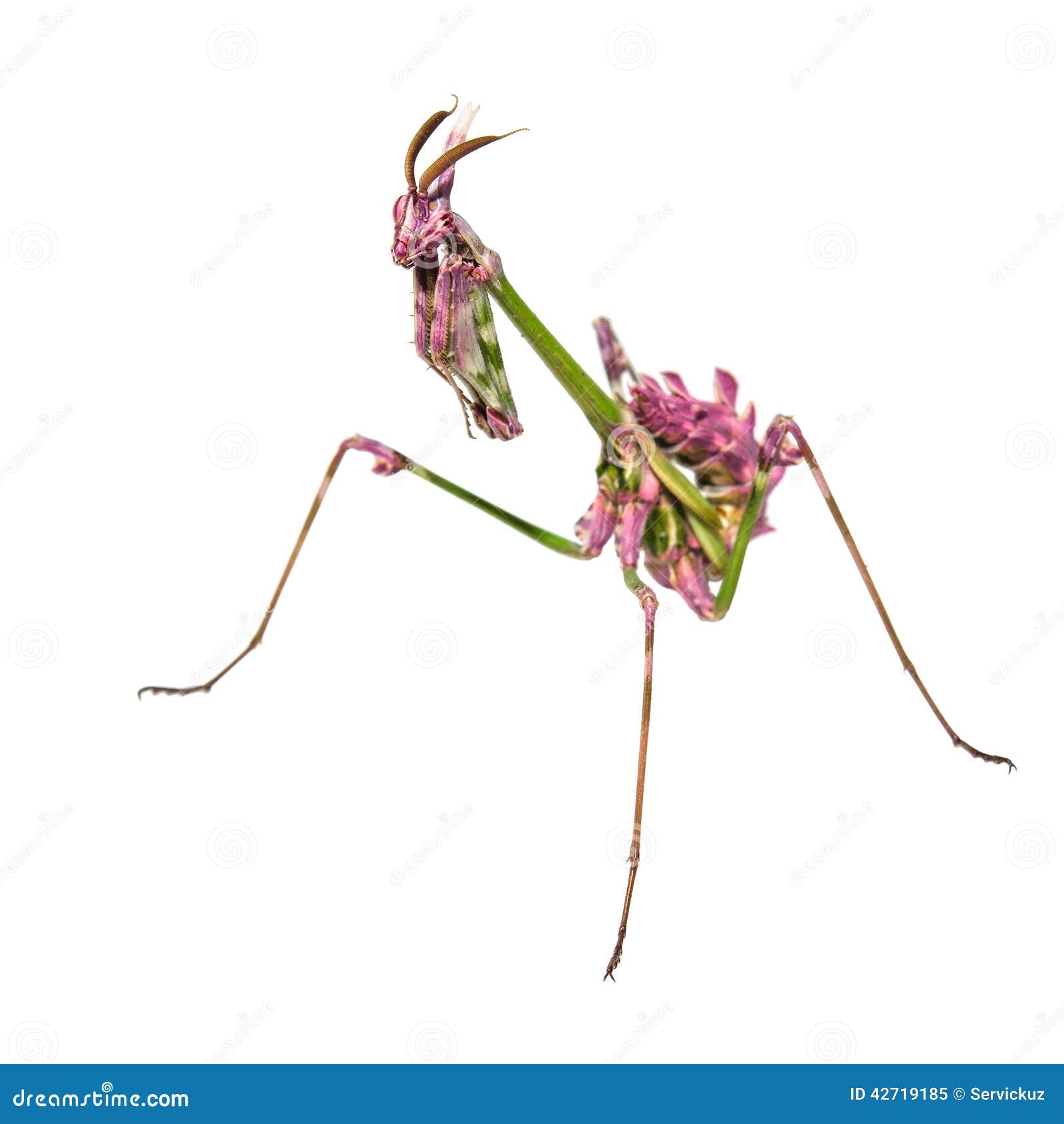 Aliens Already on Earth Raptorial Insect Mantis Stock Image - Image of ...