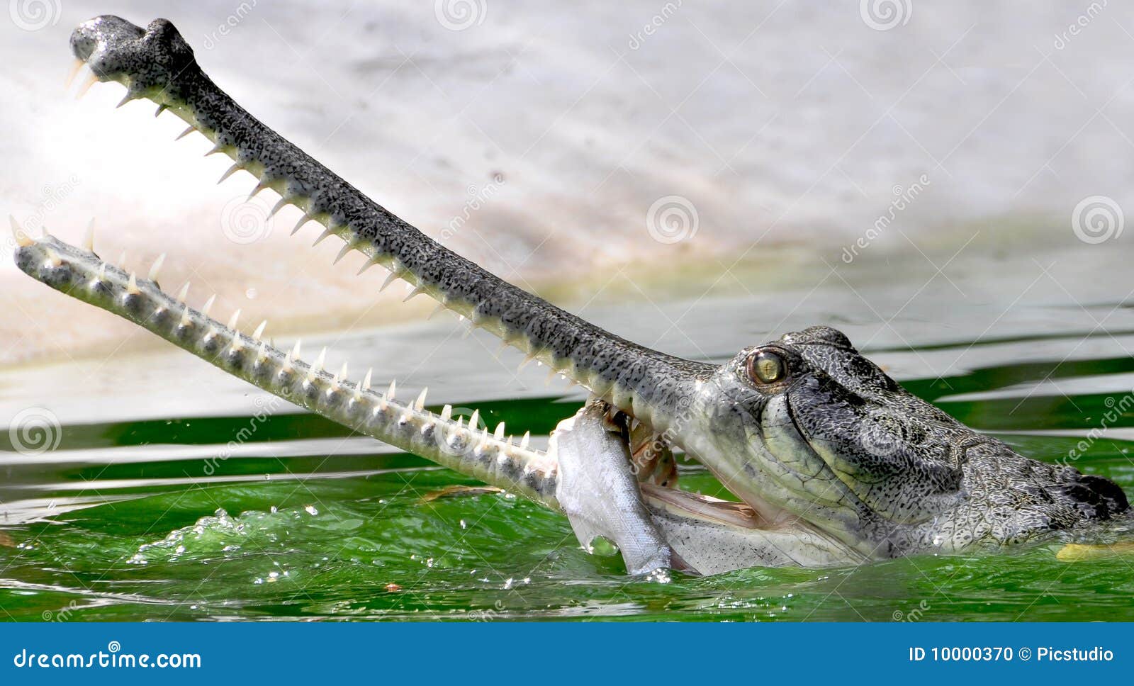 Aligator Attack Stock Photos - Free & Royalty-Free Stock Photos from ...